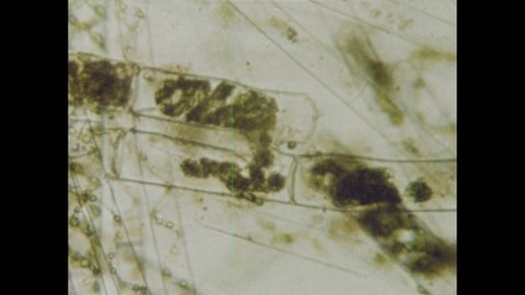 1970s Primitive Sexual Reproduction Green Algae Stock Footage Video ...