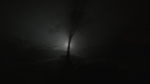 Creepy Shape Tree Midnight Stock Footage Video (100% Royalty-free ...