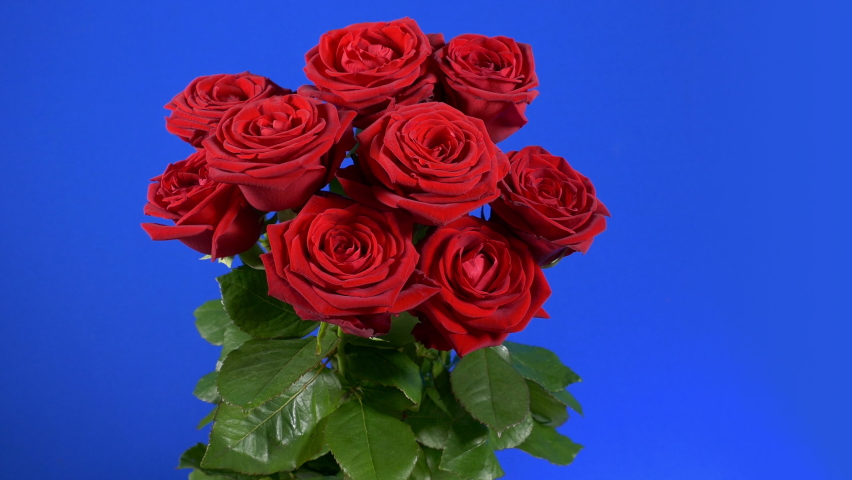 Prize rose Stock Video Footage - 4K and HD Video Clips | Shutterstock