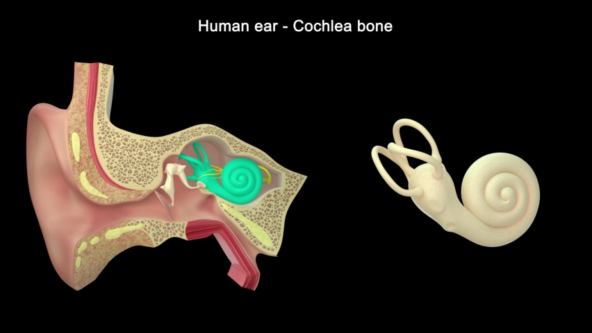 56 3d human ear anatomy Stock Video Footage - 4K and HD Video Clips ...