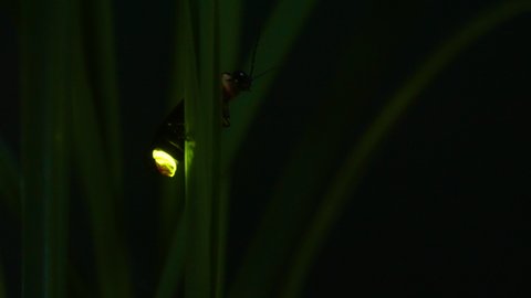 3,135 Fireflies Stock Video Footage - 4K and HD Video Clips | Shutterstock