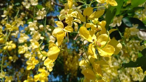 Rathu Maraflame Tree Flamboyant Native Tree Stock Photo 605941550 ...