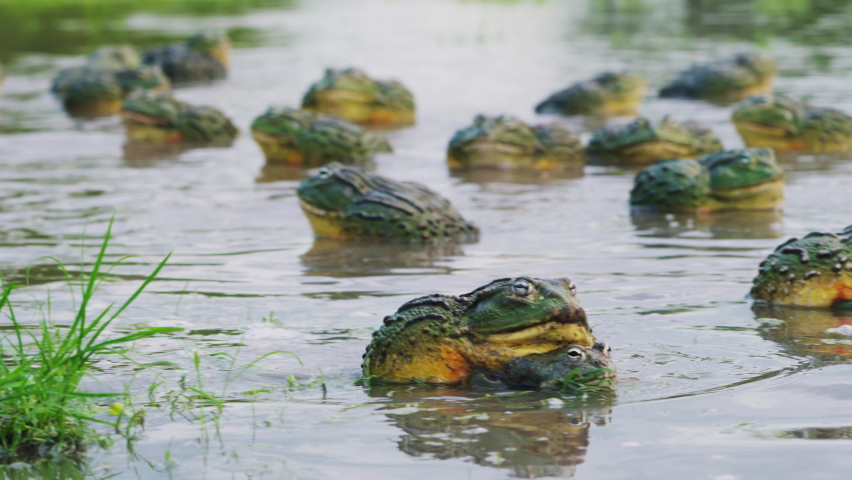 1,169 Bullfrog Stock Videos
