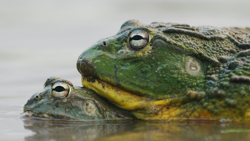 6 Cane toad predator Stock Video Footage - 4K and HD Video Clips ...