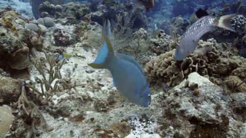 Parrot Fish Scaridae Scaridae Family Rayfinned Stock Footage Video (100 ...