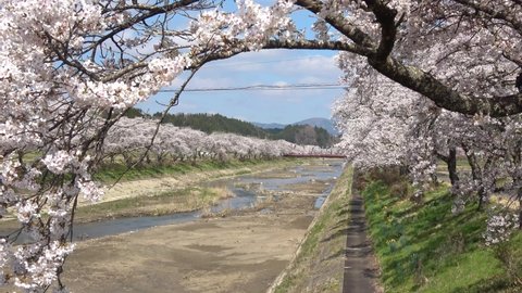 Senbon Sakura Natsui River Thousands Cherry Stock Footage Video (100% Royalty-free) 1089366319 ...