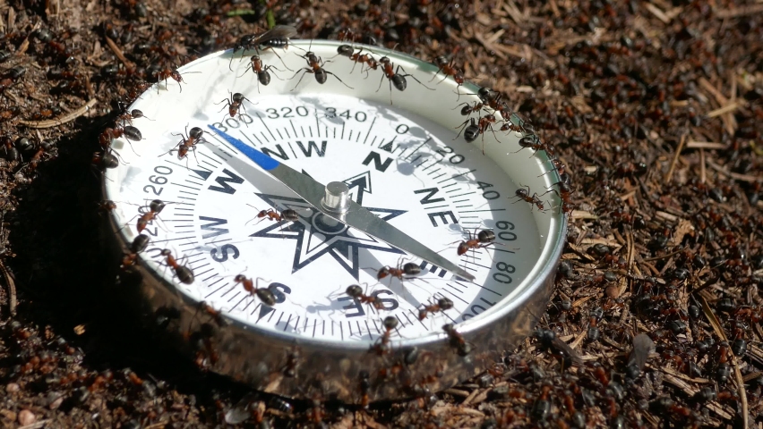 all animals well oriented space wayfinding Stock Footage Video (100% ...