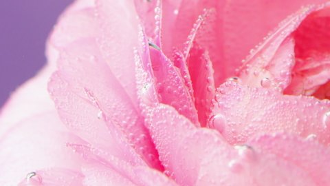 Close Soft Rose Flower Petals Transparent Stock Footage Video (100% ...