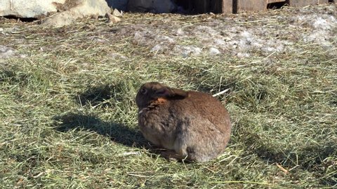 Cute Brown Rabbit Eating Hay Sunlight Stock Footage Video (100% Royalty ...