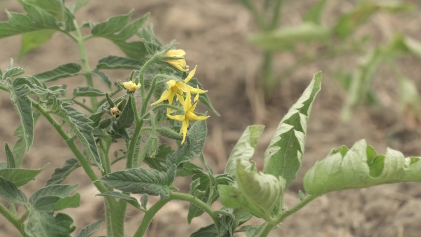 Cucurbita species Stock Video Footage - 4K and HD Video Clips ...