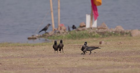 Four Crows Playing Jump On Ground Stock Footage Video (100% Royalty ...