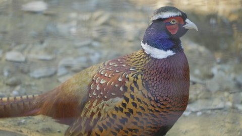 Ringnecked Pheasant Sitting Cage Indian Zoo Stock Footage Video (100% ...