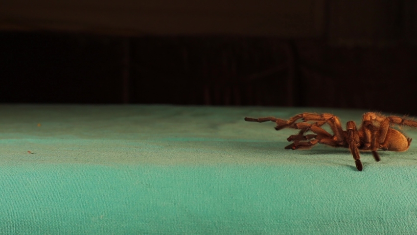 Tarantula Spider Walkcycle Green Screen Loop 3D Rendering Animation ... Tarantula Spider Walkcycle Green Screen Loop 3D Rendering Animation ...