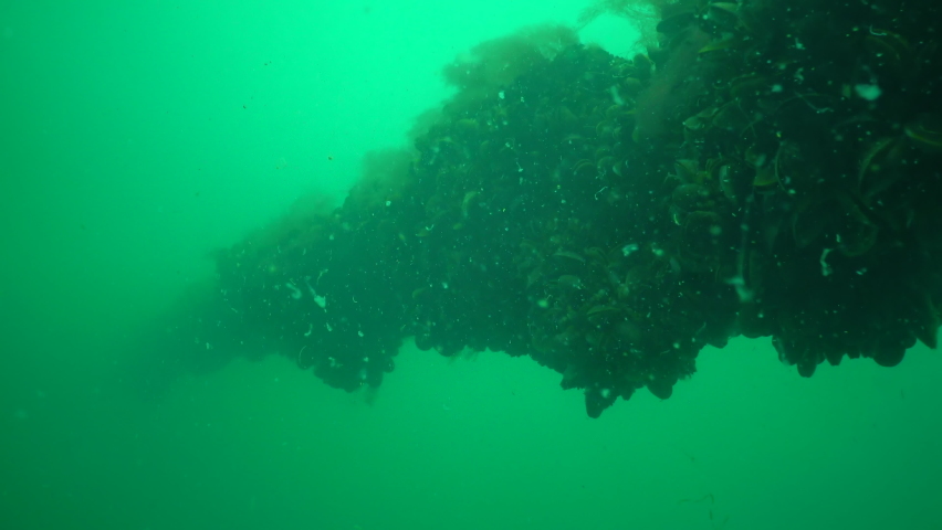 1,321 Mussels underwater Stock Video Footage - 4K and HD Video Clips ...
