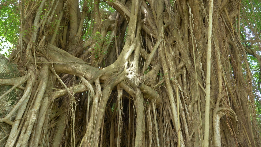 Strangler trees Stock Video Footage - 4K and HD Video Clips | Shutterstock