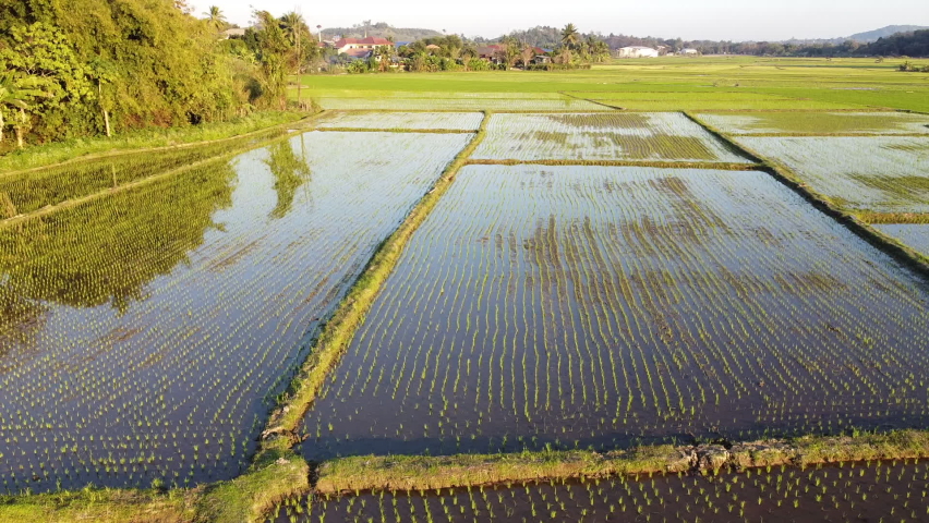 519 Green paddy jasmine rice farm thailand Stock Video Footage - 4K and ...