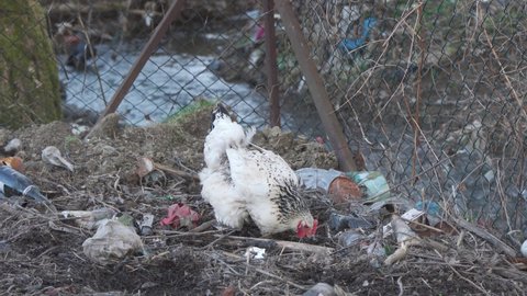 Domestic Chicken Rummages Through Garbage Heap Stock Footage Video (100 ...