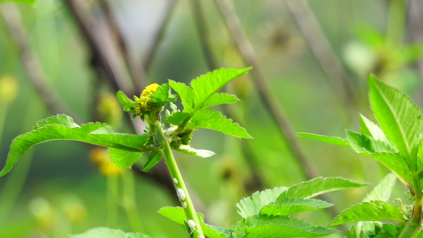 Insect tick flower Stock Video Footage - 4K and HD Video Clips ...
