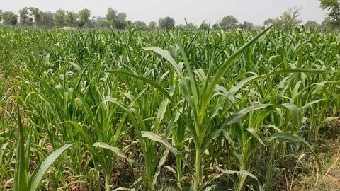 Babala Plant Babala Plants Look Very Stock Footage Video (100% Royalty ...