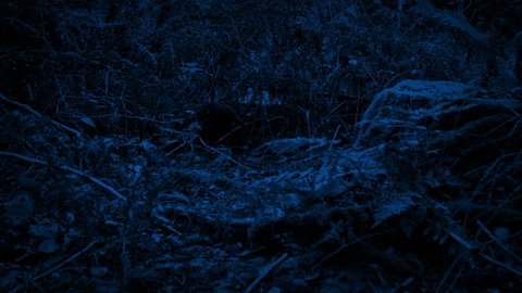 Animal Monster Pov Scurrying Around Woods Stock Footage Video (100% ...