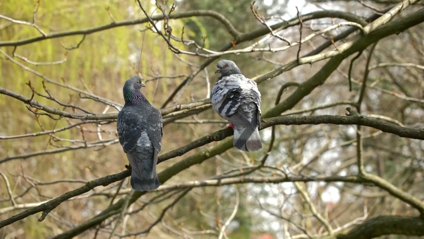 Pigeon mating dance Stock Video Footage - 4K and HD Video Clips ...