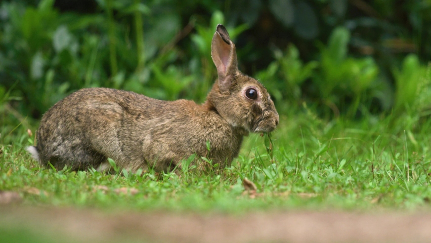 Bunny side profile Stock Video Footage - 4K and HD Video Clips ...