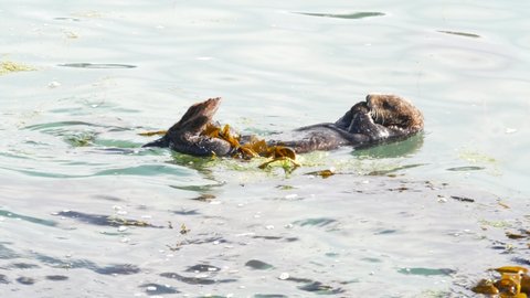 Cute Furry Sea Otter Marine Mammal Stock Footage Video (100% Royalty ...