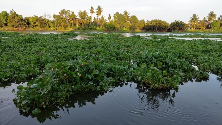 171 Invasive water hyacinth Stock Video Footage - 4K and HD Video Clips ...