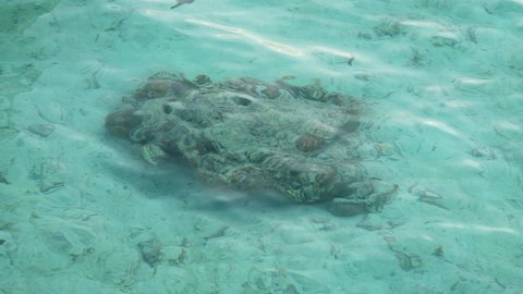 Layered Rocky Bottom Sedimentary Rocks Underwater Stock Footage Video ...