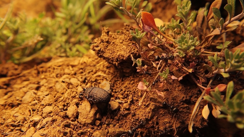 104 Bug poop Stock Video Footage - 4K and HD Video Clips | Shutterstock