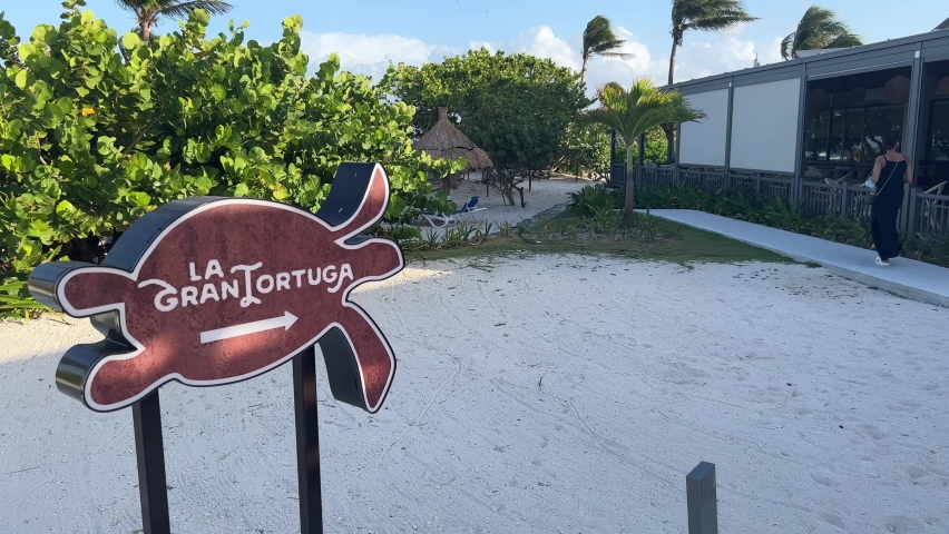 Tortuga maya Stock Video Footage - 4K and HD Video Clips | Shutterstock