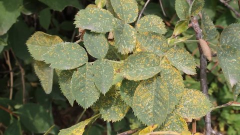 Rose Rust Symptoms Fungal Disease Roses Stock Footage Video (100% ...