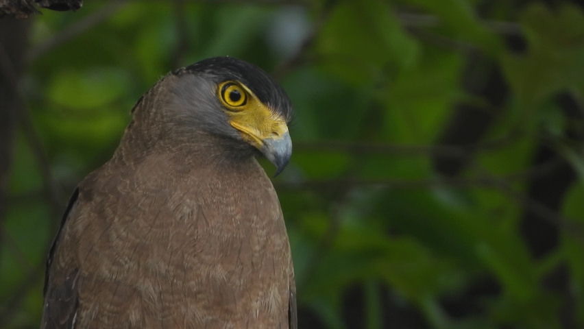 serpent eagle raptor extreme close Stock Footage Video (100% Royalty ...