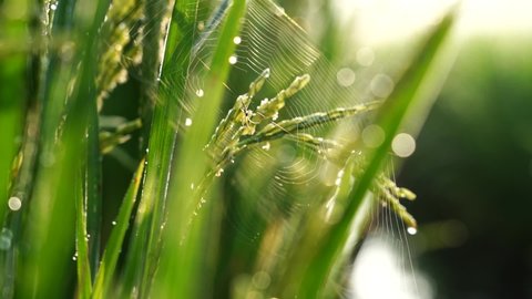 Beauty Paddy Field Spider Web Stock Footage Video (100% Royalty-free ...