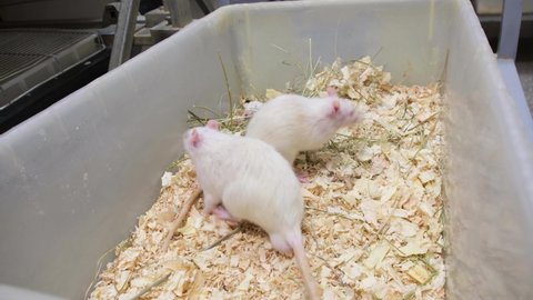 Laboratory Rats Plastic Cage Stock Footage Video (100% Royalty-free ...