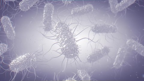 Animation Escherichia Coli Bacteria On Light Stock Footage Video (100% ...