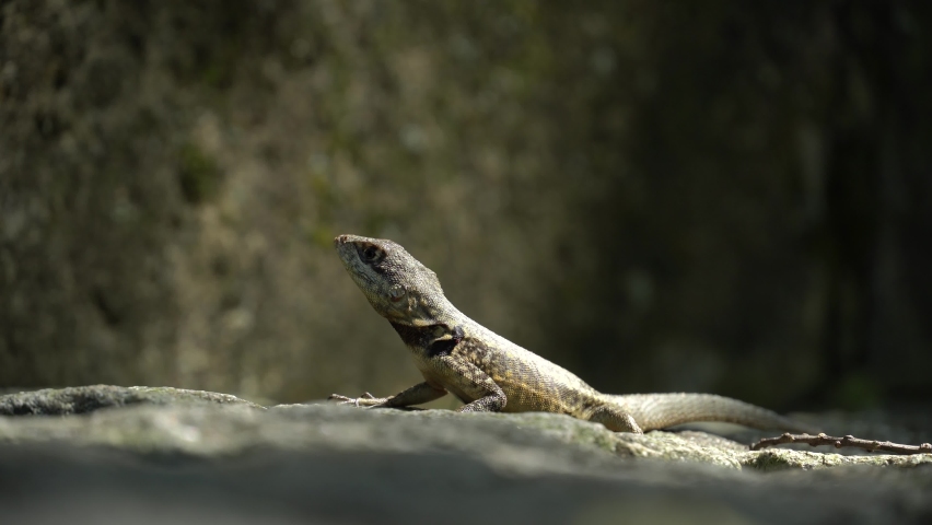 Beautiful Calango Lizard Free Nature Park Stock Footage Video (100% ...