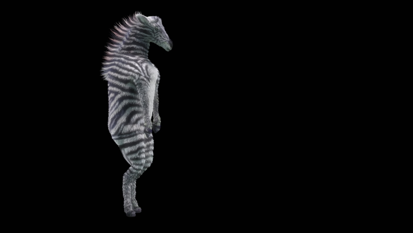 zebra dancing 3d rendering animation loop Stock Footage Video (100% ...