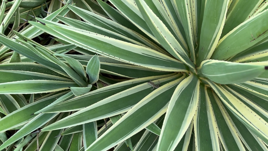 Agave Plants Lizard Between Leaves Tropical Stock Footage Video (100% ...