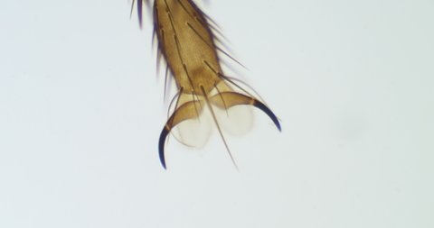 Housefly Leg Under Microscope Musca Palm Stock Footage Video (100% ...