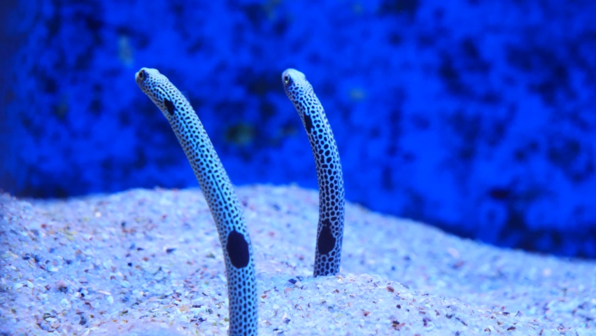 Close Shot Two Garden Eels Heterocongrinae Stock Footage Video (100% ...