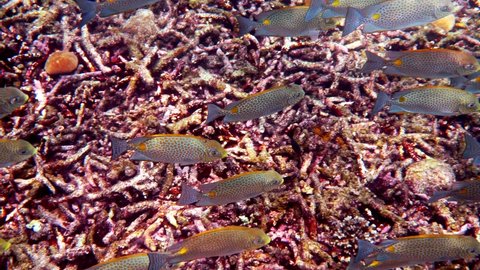 Underwater Video Golden Rabbitfish Siganus Guttatus Stock Footage Video ...