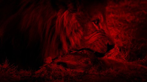 132 Lion blood on face Stock Video Footage - 4K and HD Video Clips ...