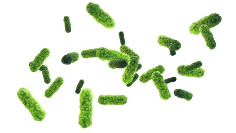 Animation Escherichia Coli E Coli Bacteria Stock Footage Video (100% ...