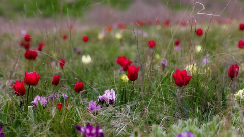 Steppe flowers Stock Video Footage - 4K and HD Video Clips | Shutterstock
