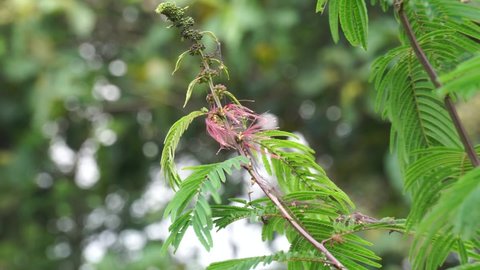 Persian Silk Tree Flower Natural Background Stock Footage Video (100% ...