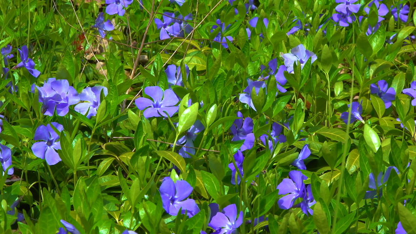 Creeping myrtle plant Stock Video Footage - 4K and HD Video Clips ...