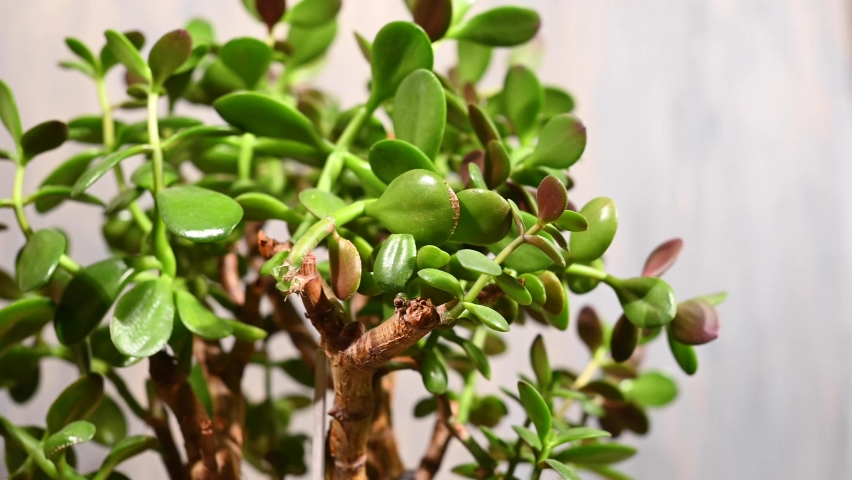 148 Rust colored flower Stock Video Footage - 4K and HD Video Clips ...