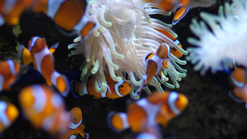 family clownfish on tropical coral reef Stock Footage Video (100% ...