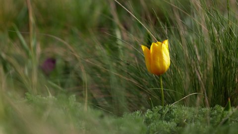 Steppe flowers Stock Video Footage - 4K and HD Video Clips | Shutterstock